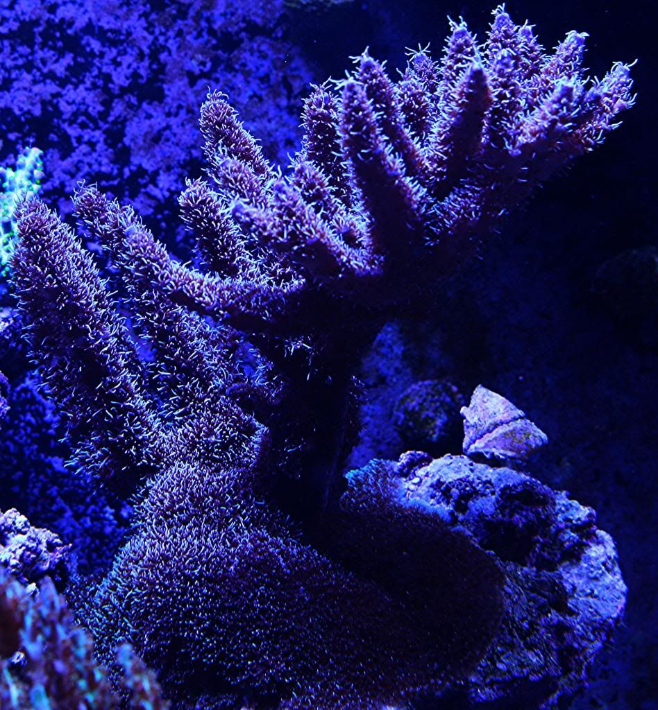 ORA Blue Millepora | Reef2Reef