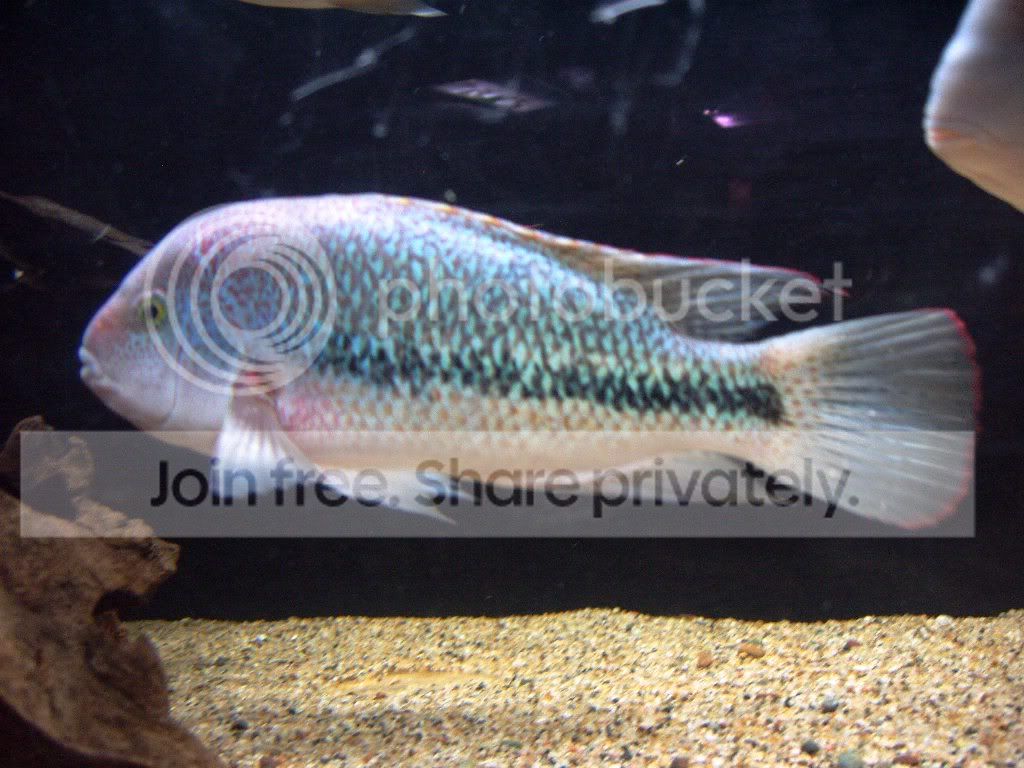 Vieja pictures | MonsterFishKeepers.com