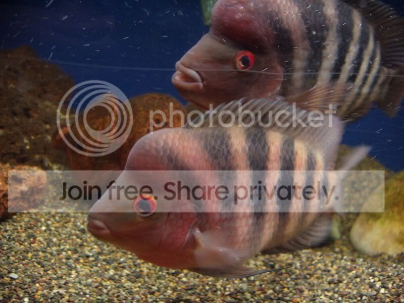 Midas, regani, parrot, bifa, godmanni, pearsei... | MonsterFishKeepers.com