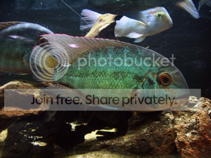 Midas, regani, parrot, bifa, godmanni, pearsei... | MonsterFishKeepers.com
