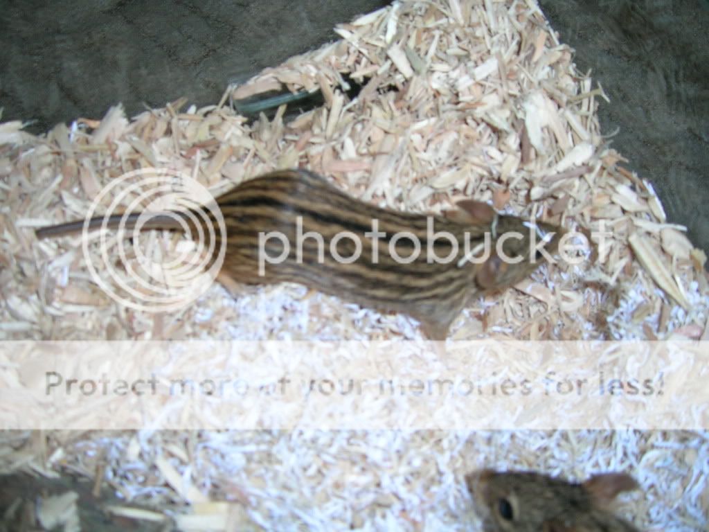 ZEBRA MICE (african stripped grass mice) with tank, Full set up ...