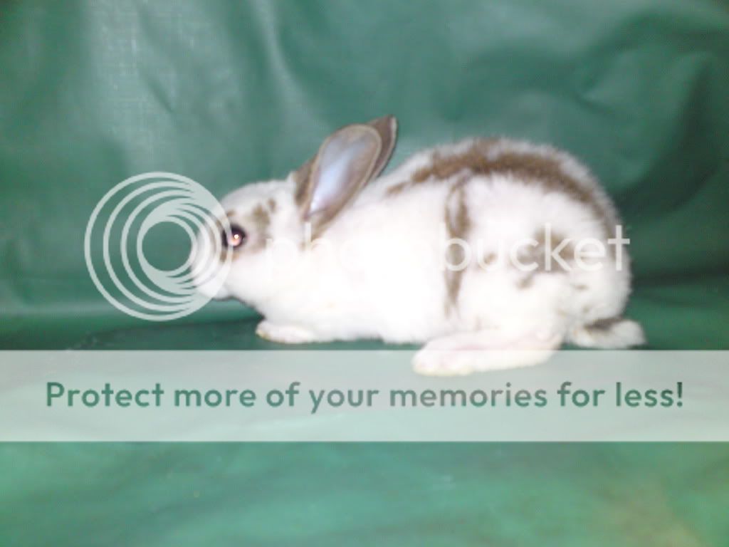 caster and broken caster mini rex rabbits for sale in 4 weeks, includes ...