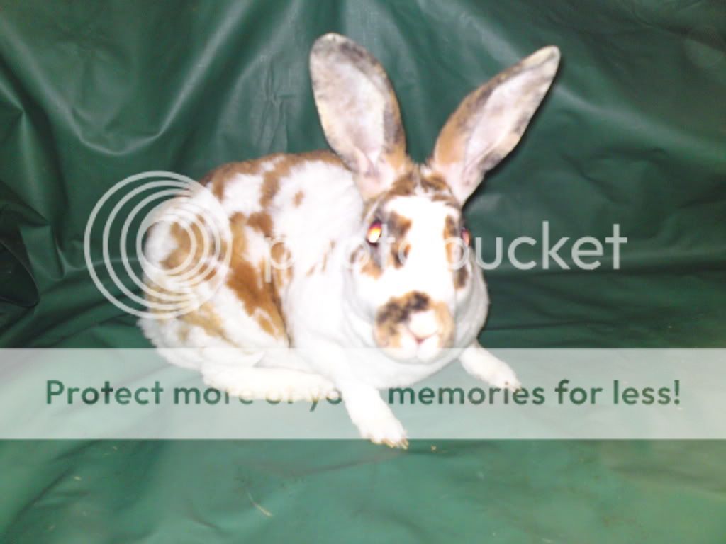 caster and broken caster mini rex rabbits for sale in 4 weeks, includes ...