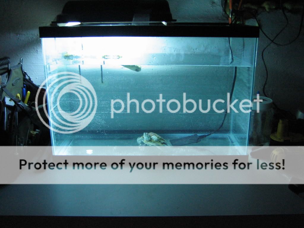 Redearslider.com :: View topic - Pics of my RES tank setup & 4 year old ...