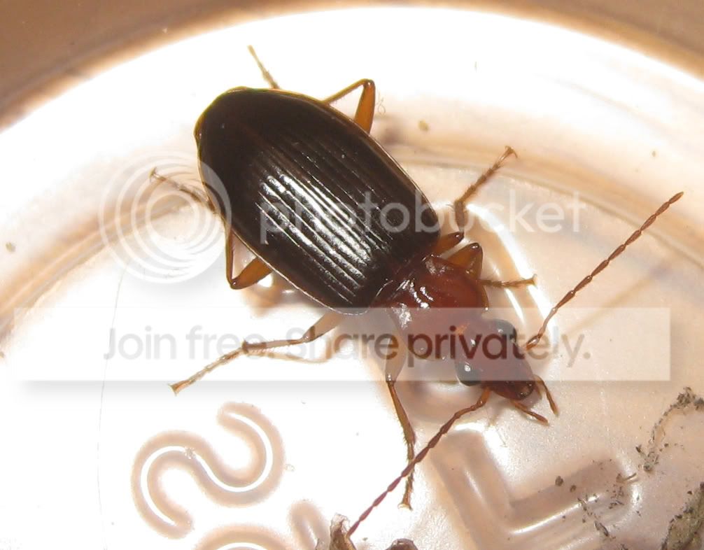 bombardier beetle? - scabies