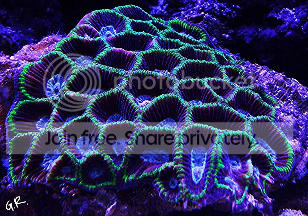 Coral of the Week: Favia (Brain Coral, Pineapple) | Reef2Reef