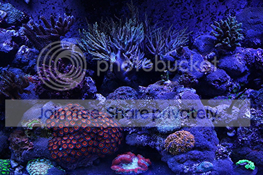 Fluke tabs for BCP, please post experiences | REEF2REEF Saltwater and ...