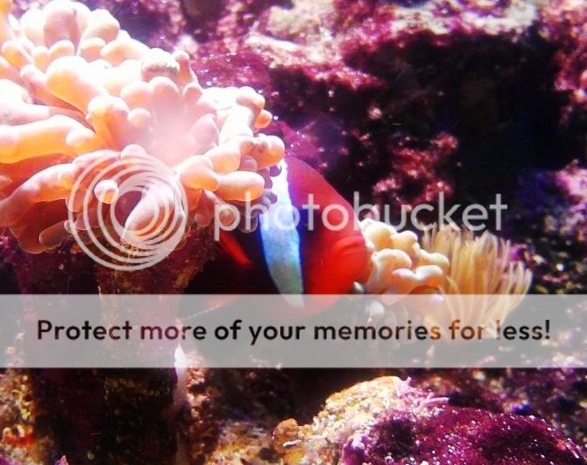 Saltwater Fish of the Day: Cinnamon Clownfish | Reef2Reef