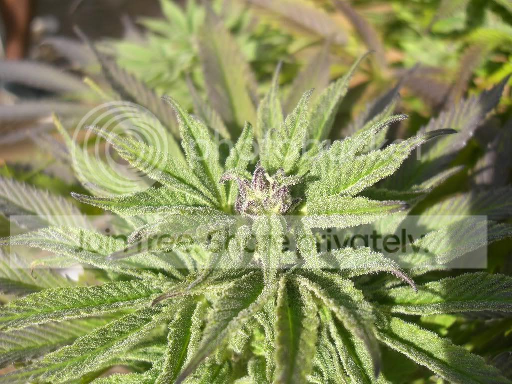 seedleSs first 'cheap' indoor grow, blue dream from seeds | Grasscity ...