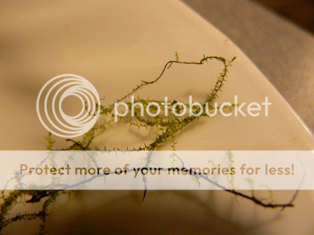 Moss attachment techniques | Page 2 | Aquatic Plant Forum